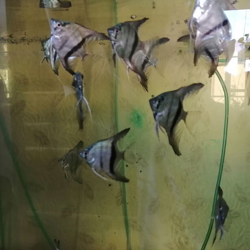 Скалярии Голубой Ангел