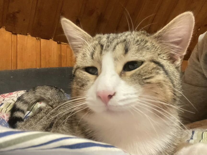 Кот самый лучший ищет дом