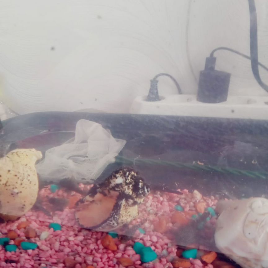 Аквариумные рыбки