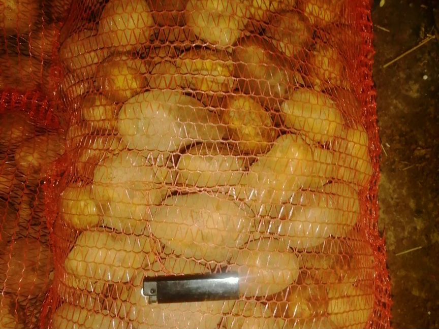Картофель на корм скоту
