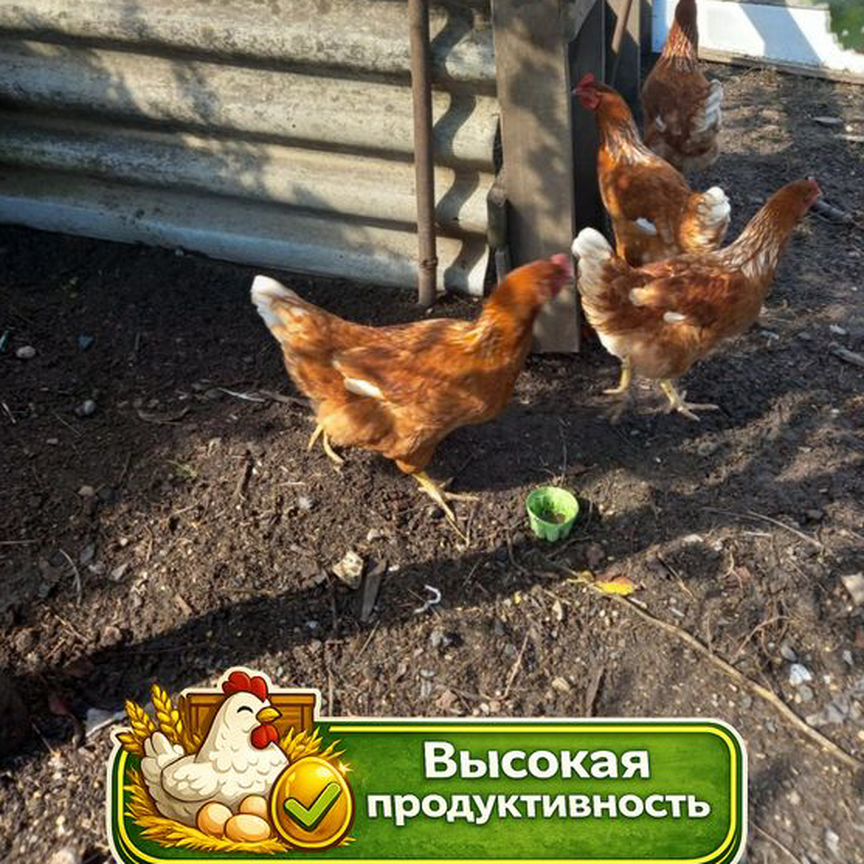 Куры несушки с доставкой