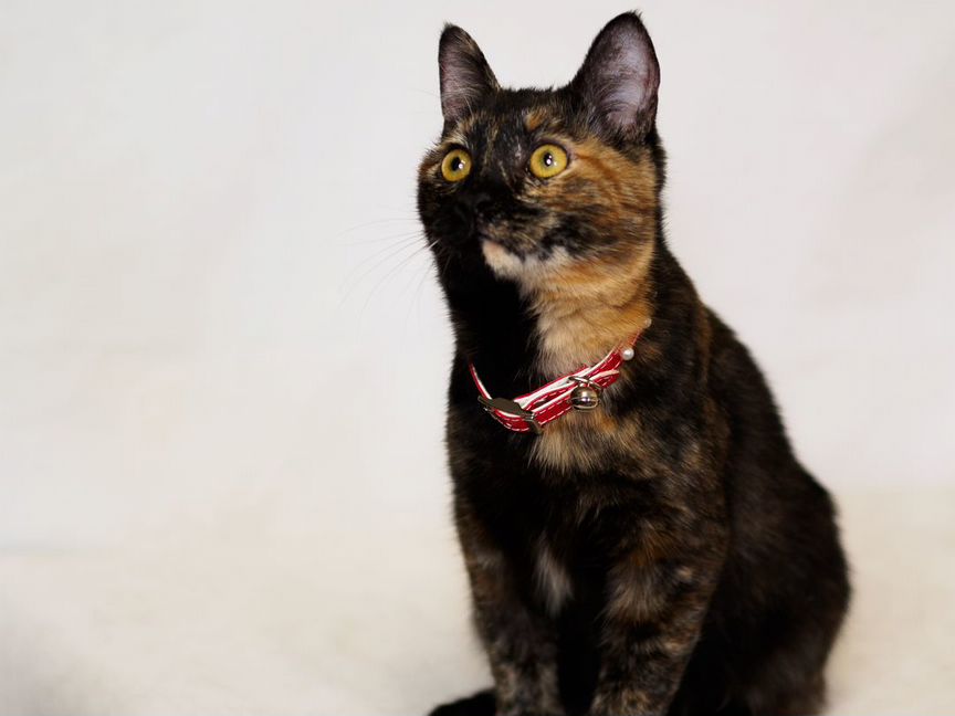 Ищу доброго друга