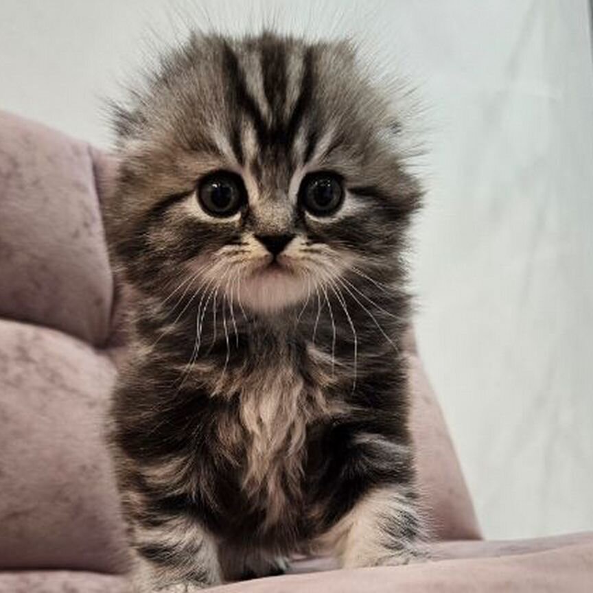 Шотландская вислоухая котята