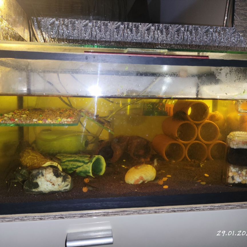 Аквариумные раки