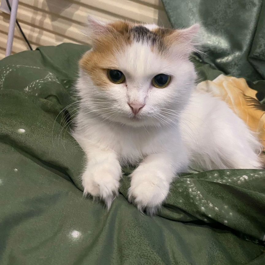 Отдают в добрые руки