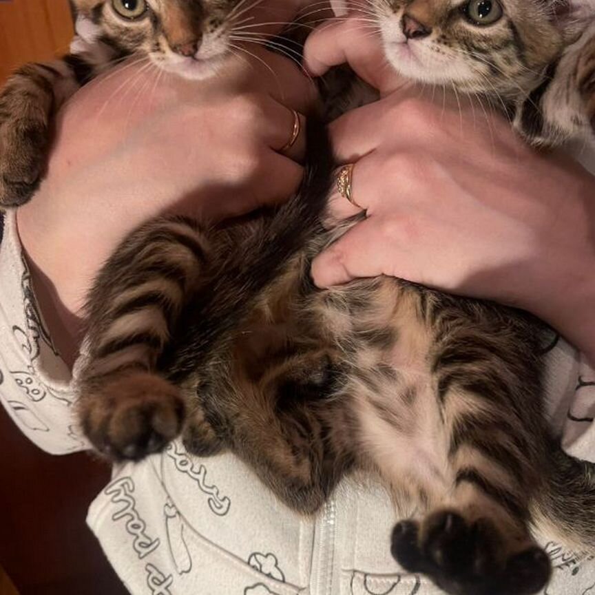 Котёнок от частного владельца