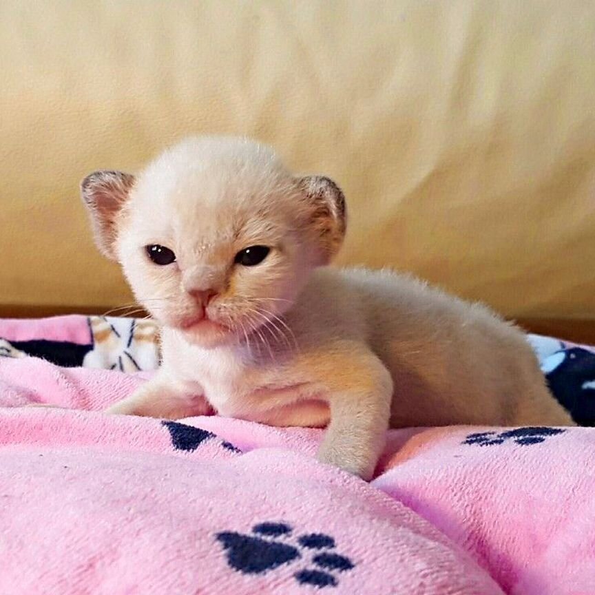 Бурманские котята лиловый