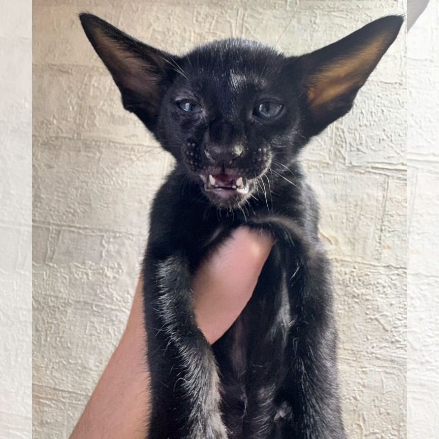 Ориентальный котёнок