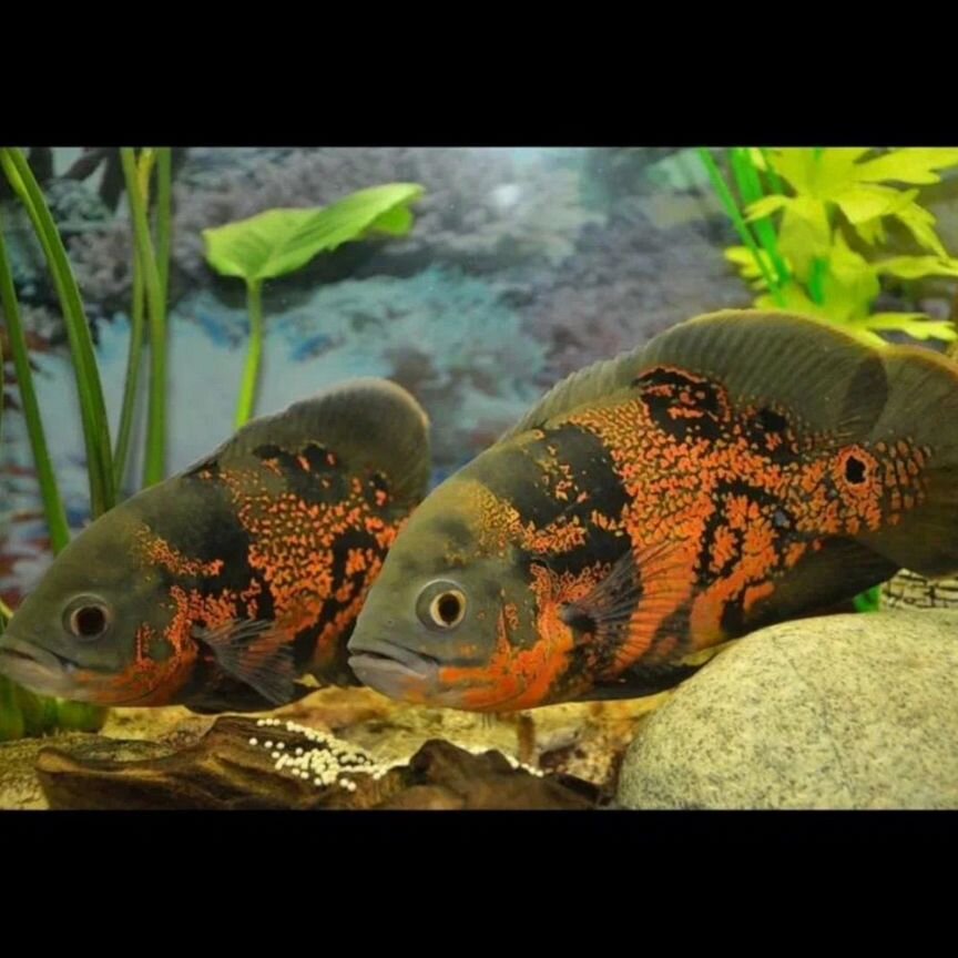 Аквариумные рыбки