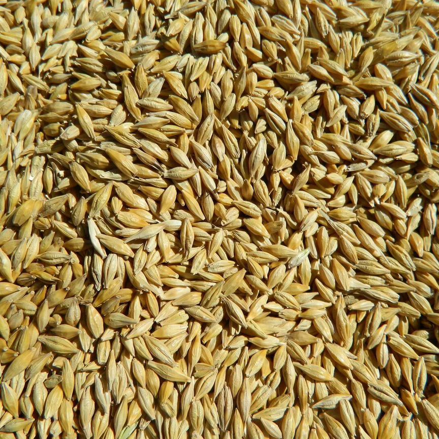 Продам ячмень