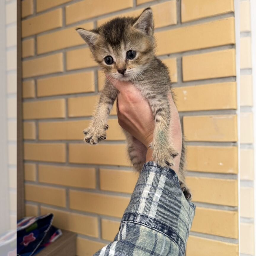 Месячному котенку нужна помощь