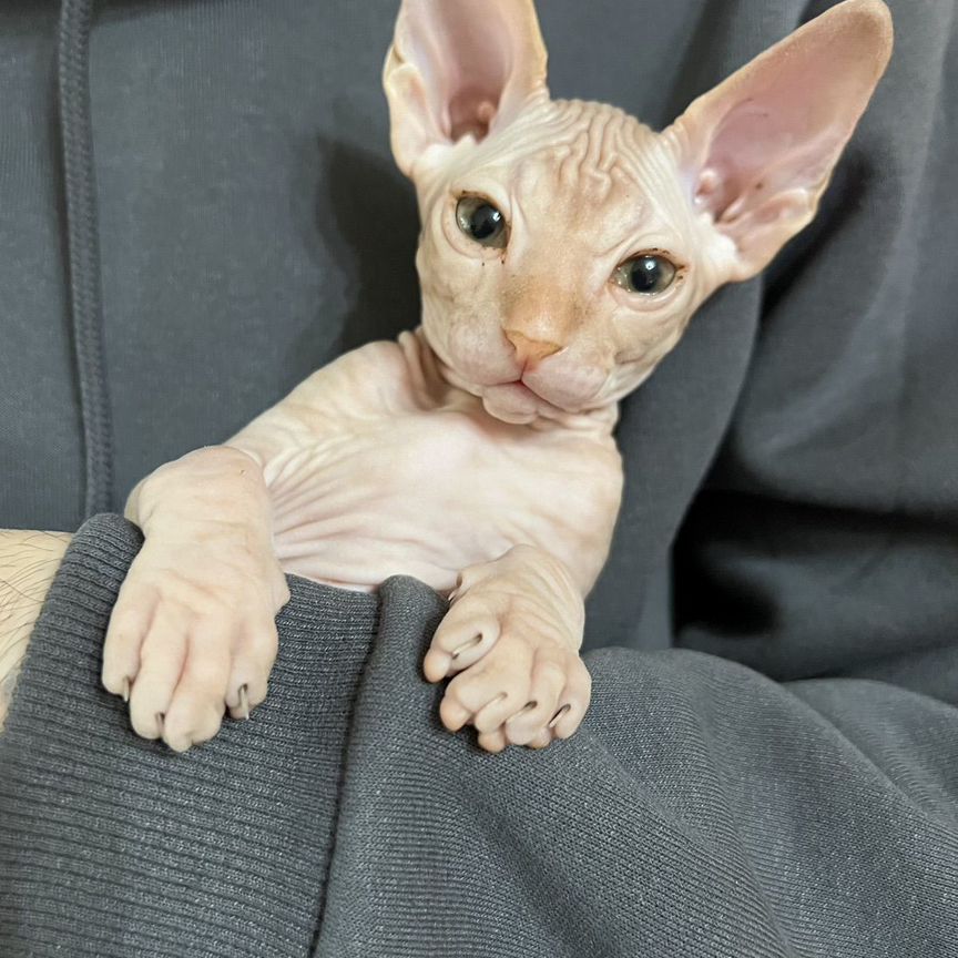 Котята сфинкса