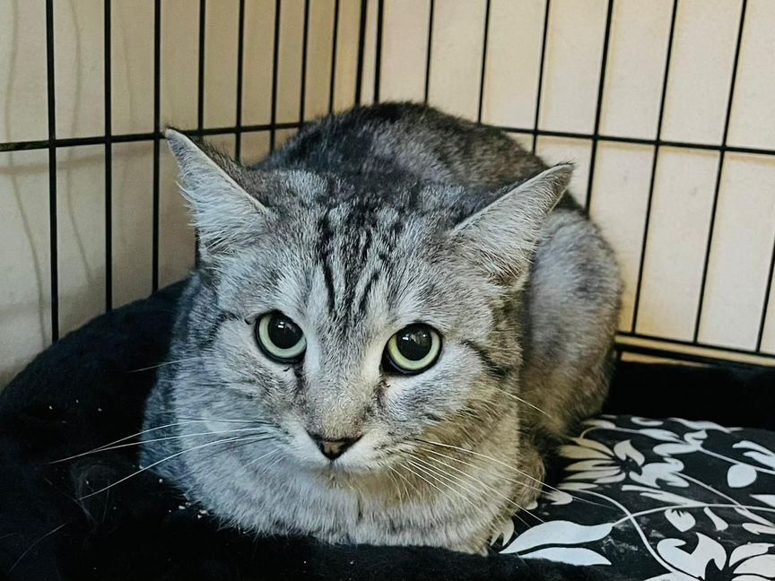 Ксанти в добрые руки