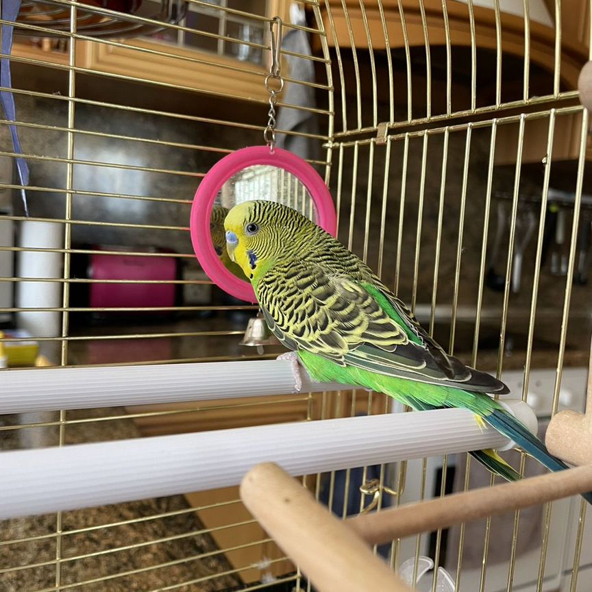 Волнистый попугай с клеткой
