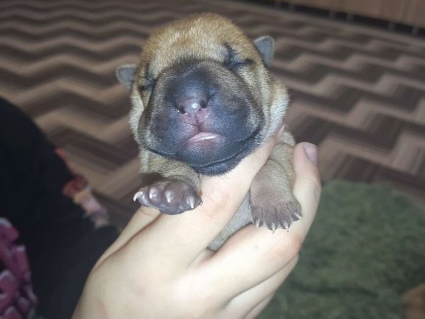 Щенки шарпей