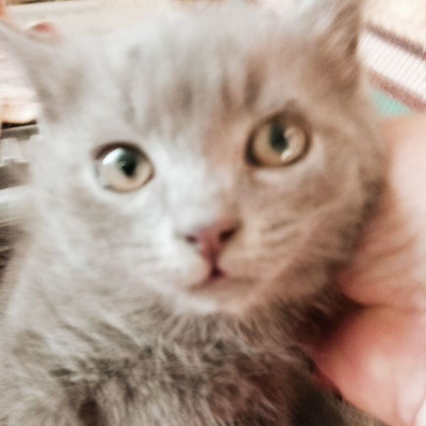 Принцесс в добрые руки