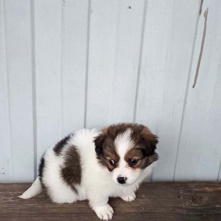 Потерялся щенок