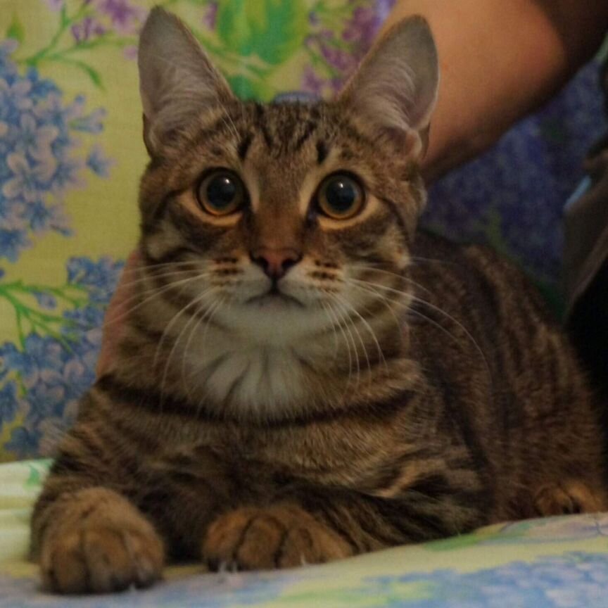 Котенок в добрые руки