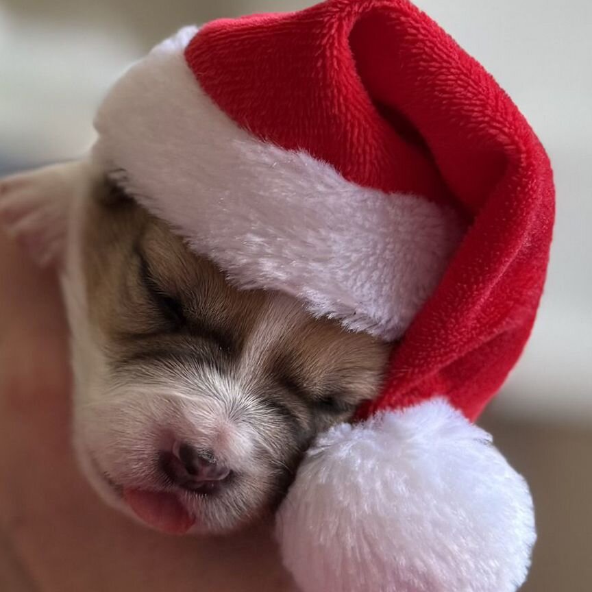 Джек-рассел-терьер, щенок