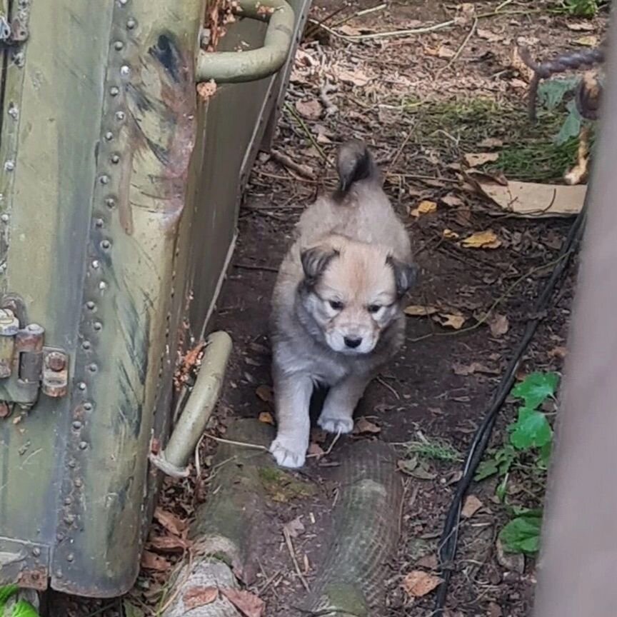 Щенок ищет хозяина. Отдадим в хорошие руки