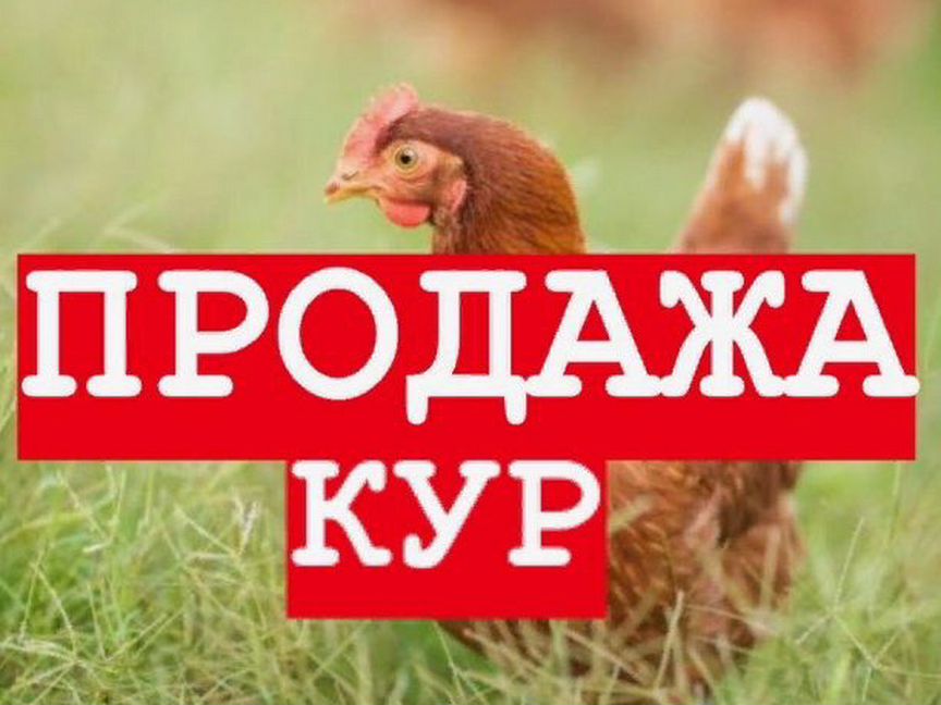 Куры молодки несушки