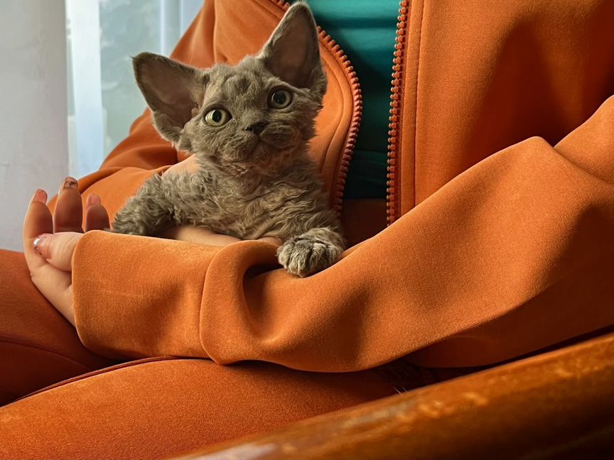 Котенок Девон-Рекс