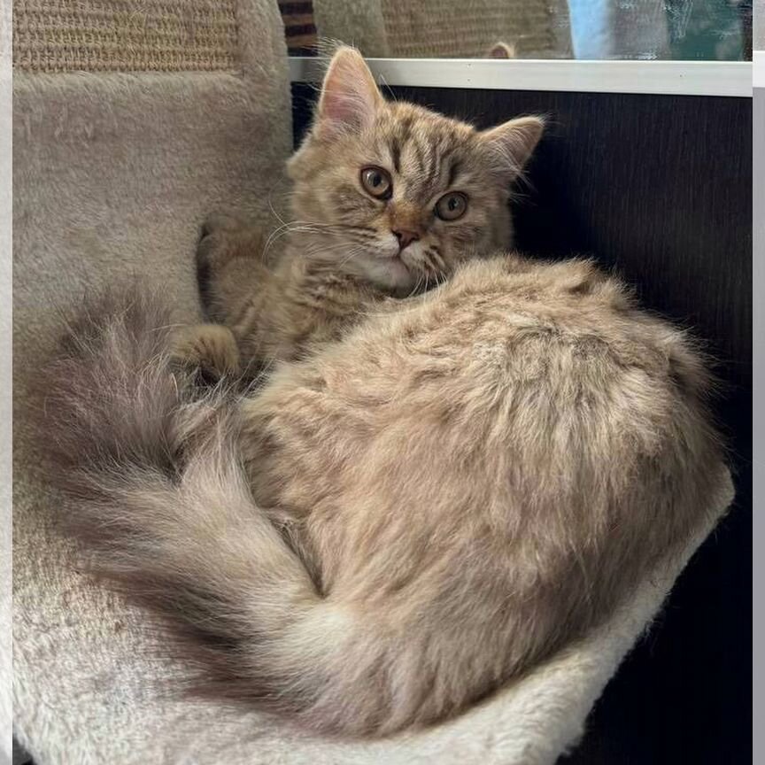 Кошка британская
