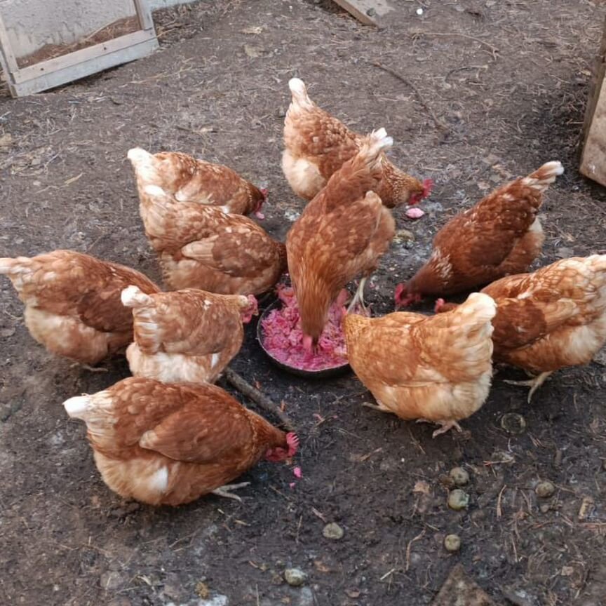 Куры несушки Ломан Брау 9 мес