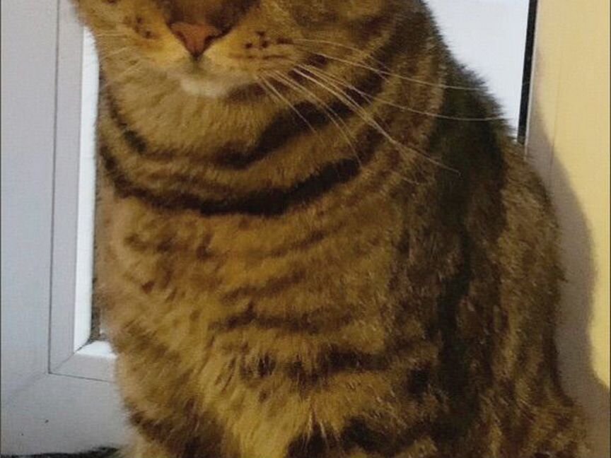 Коты в добрые руки