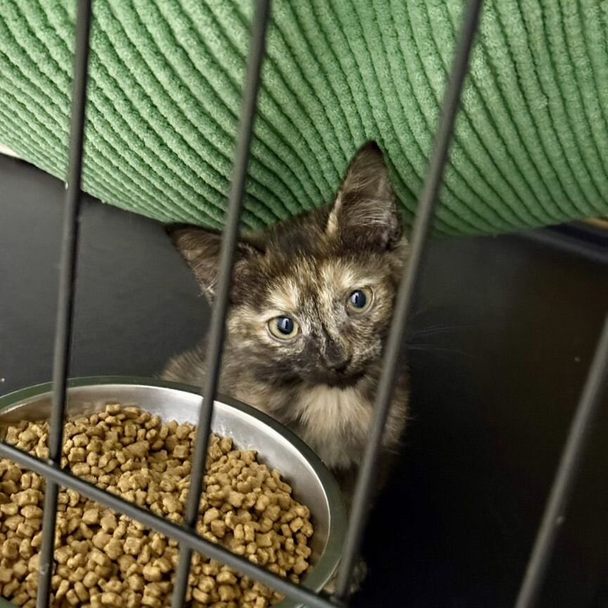 Чупа котёнок из подвала