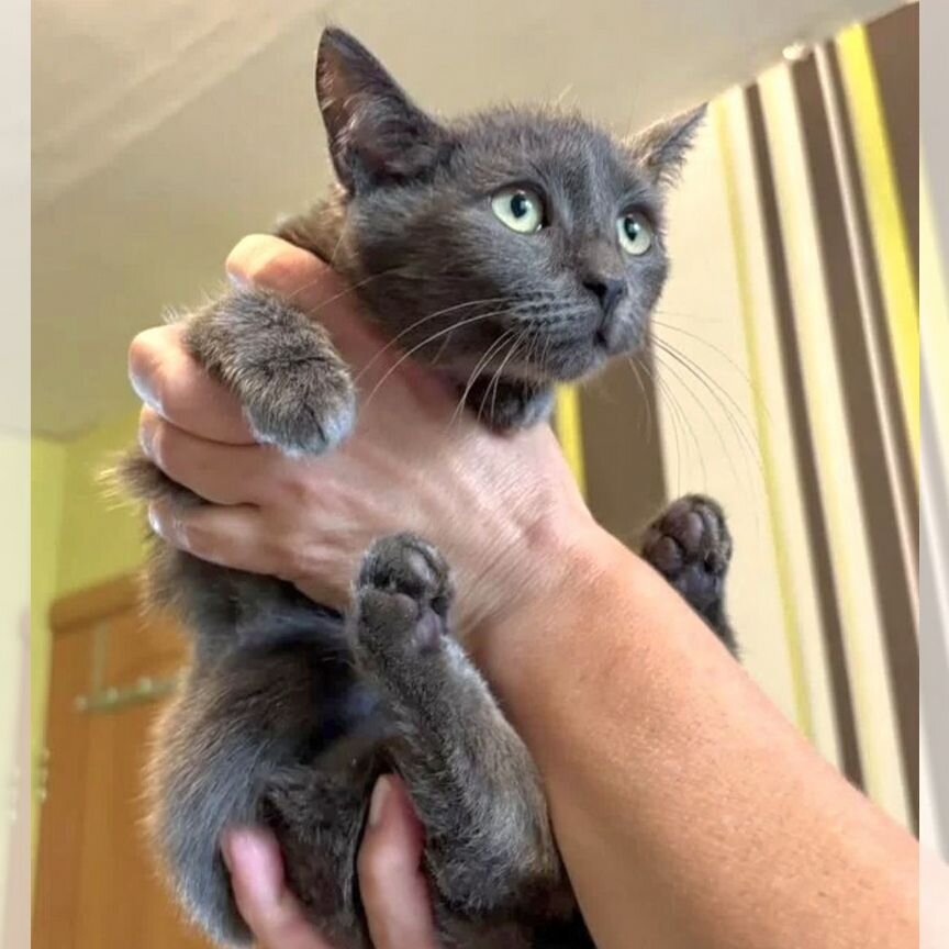 Котенок в самые добрые руки