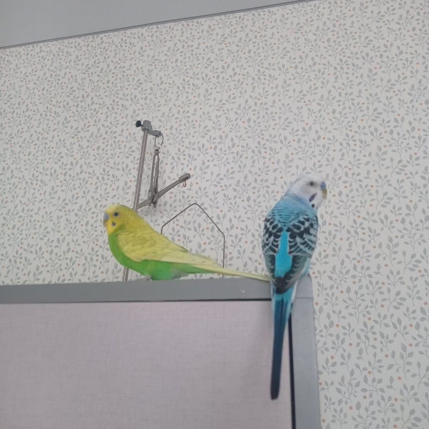 Волнистый попугай с клеткой