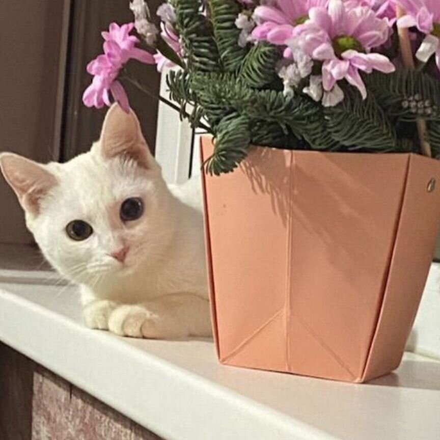 Снежинка ищет дом