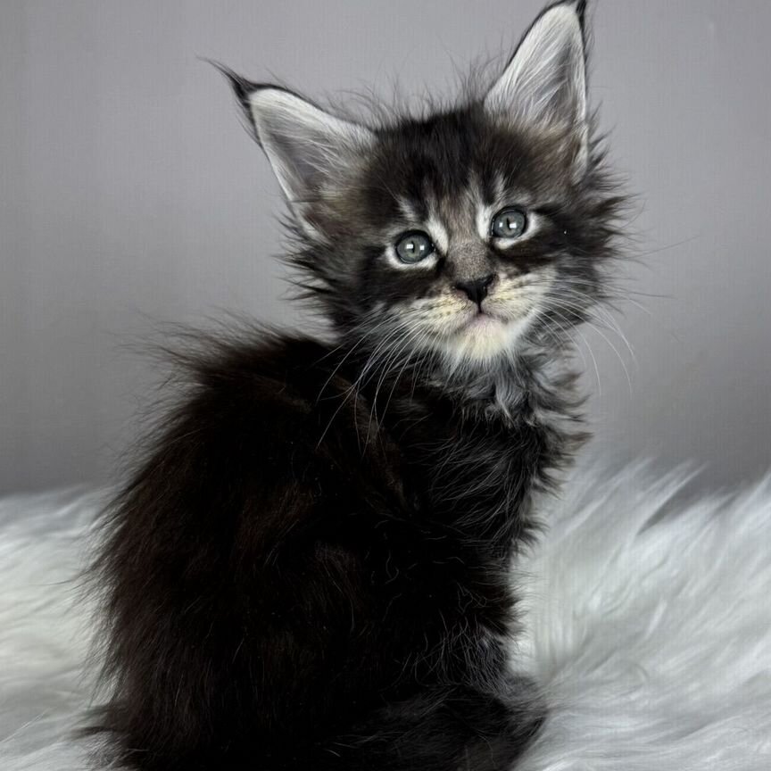 Мейн-кун котёнок