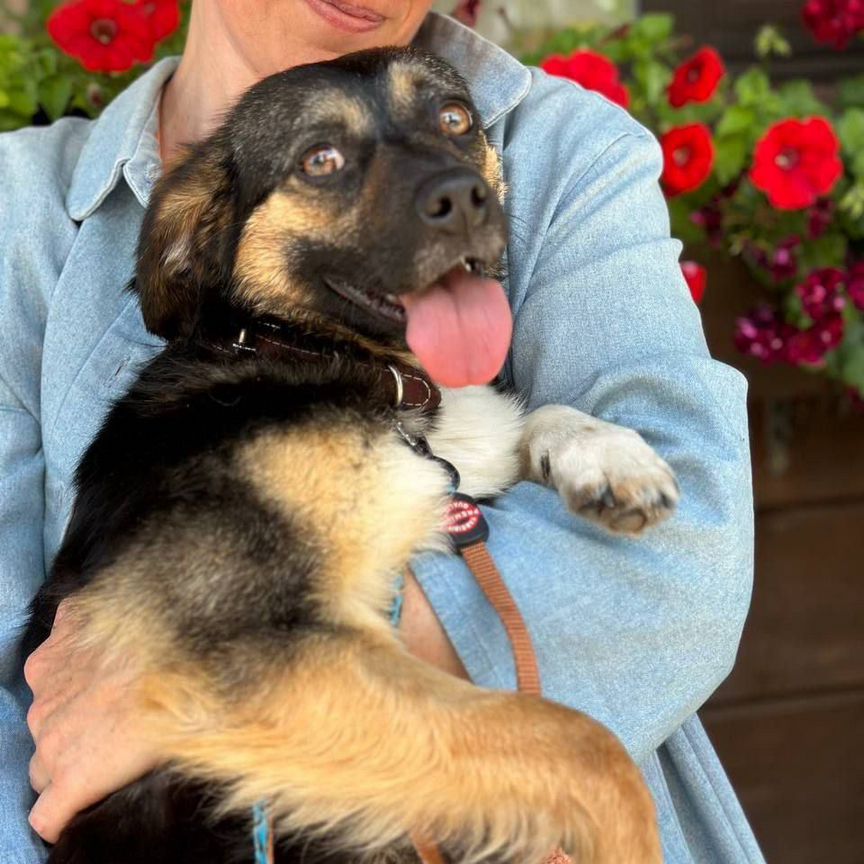 Маленькая спокойная собачка в добрые руки ищет дом