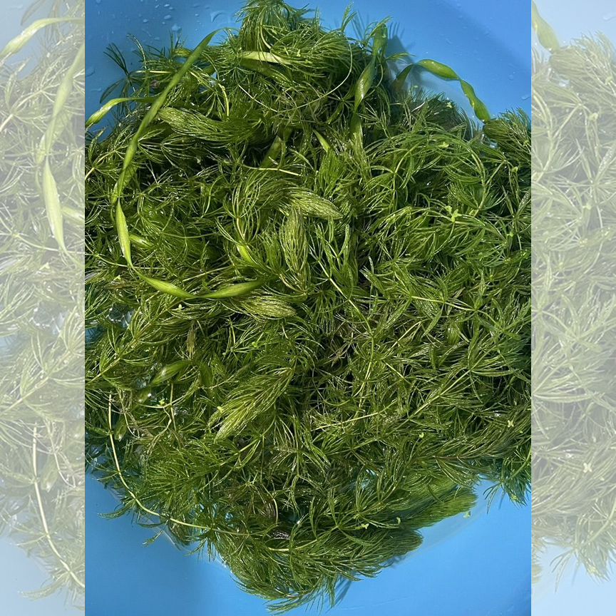 Аквариумные растения и улитки теодоксус