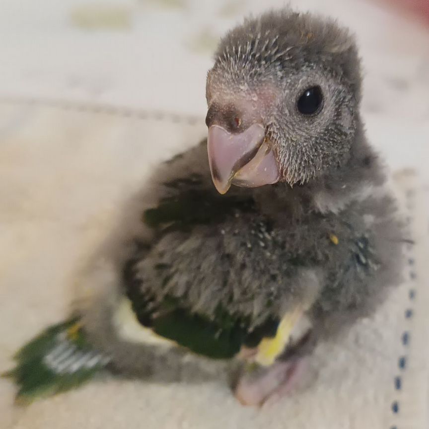 Какарики малыши