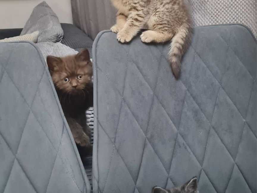 Шотландские вислоухие котята и прямоухие