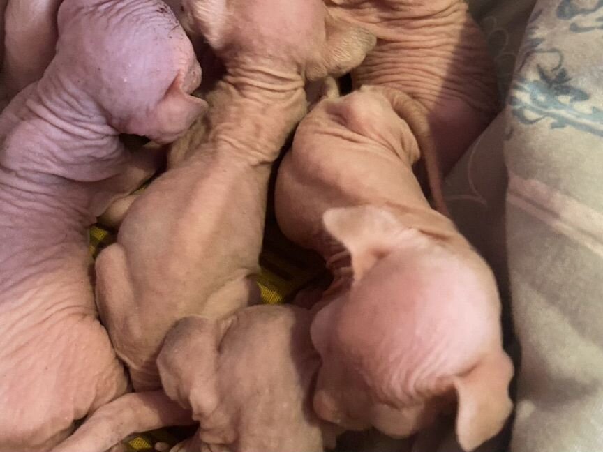 Канадский сфинкс котенок