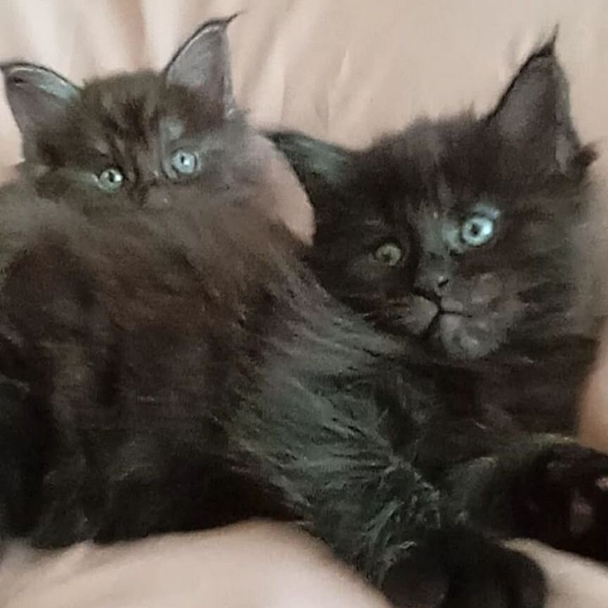 Котята мейн кун чёрный дым бронь
