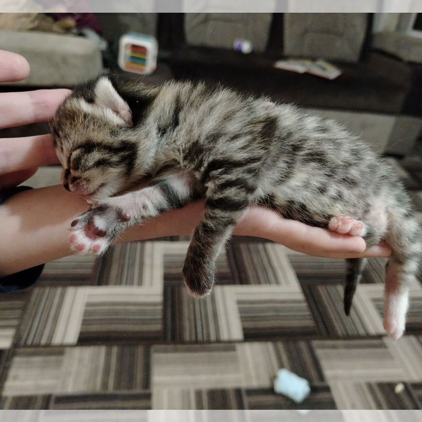 Котёнок в добрые руки