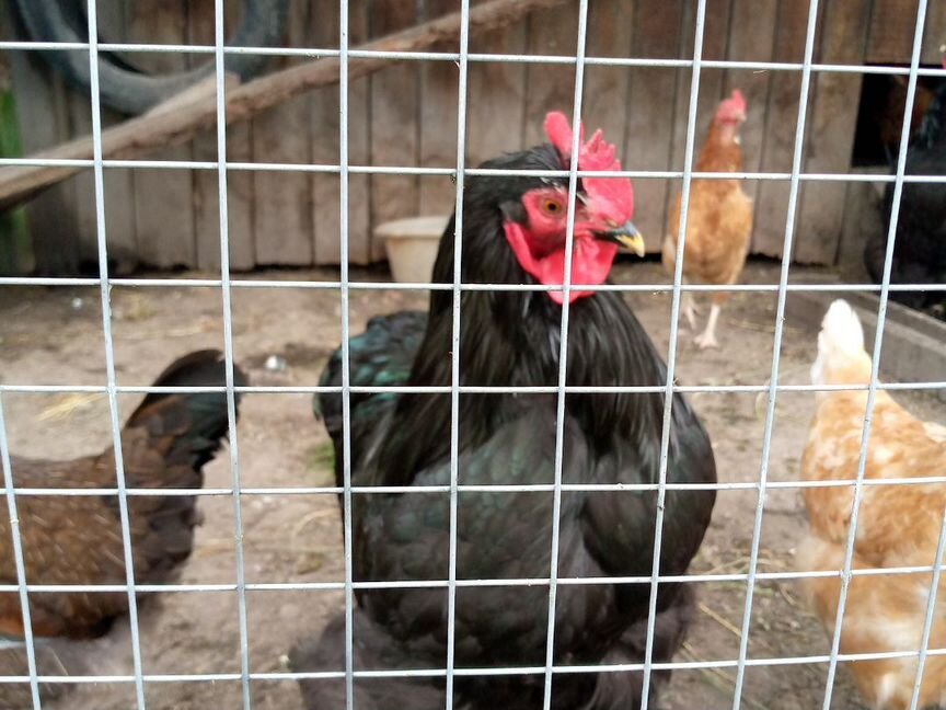 Петух кохинхин