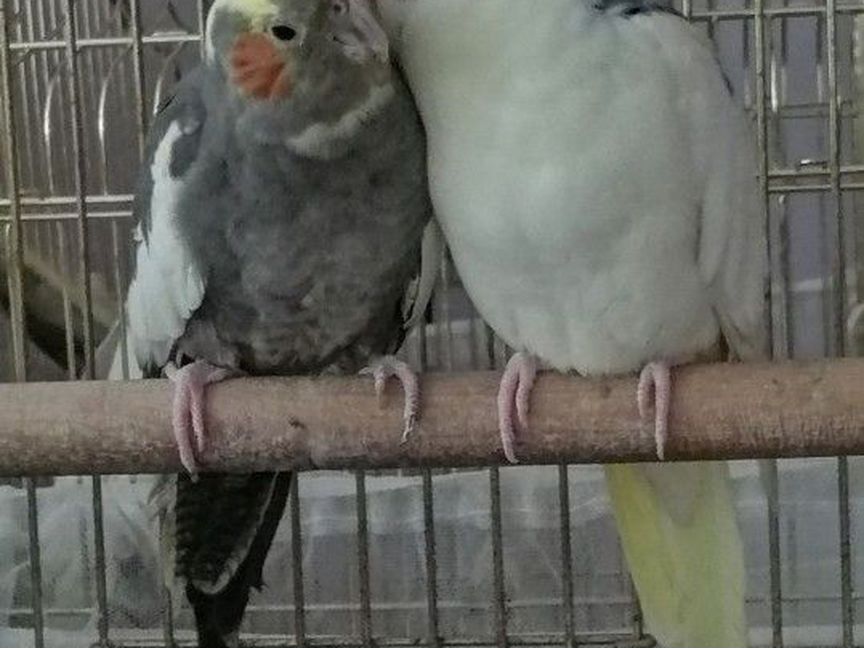 Продам пару корелл