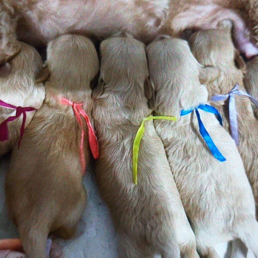 Щенки мальтипу