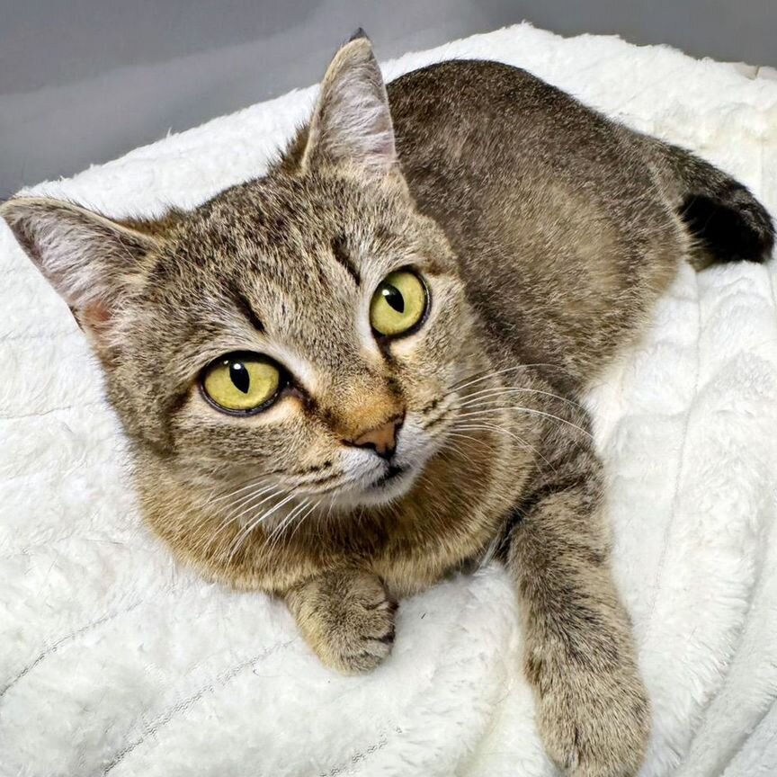 Взрослая кошка в добрые руки