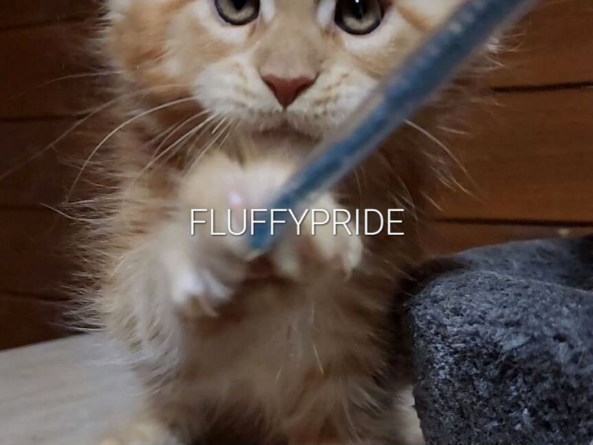 Мейн-кун котята. Питомник fluffy pride