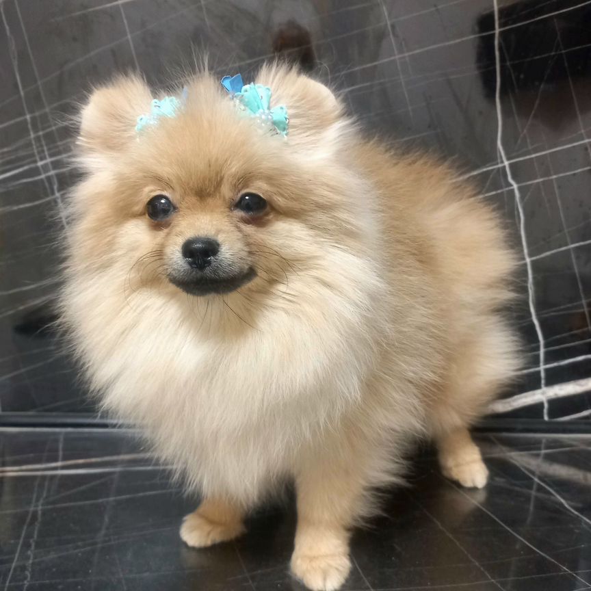 Мини шпицуля