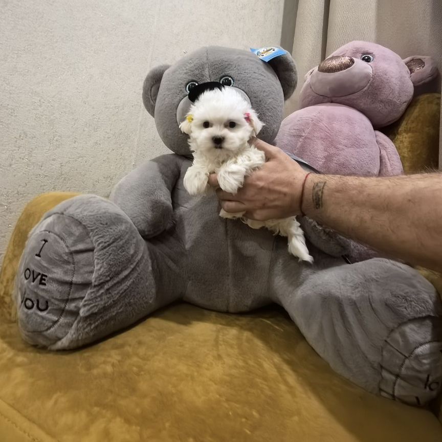 Мальтипу, щенок