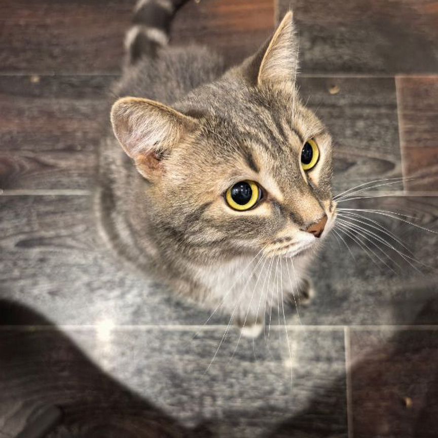 Взрослый кот в добрые руки