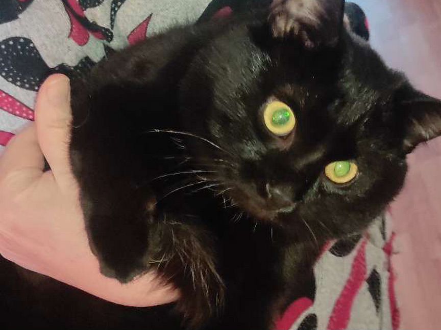 Кот в добрые руки